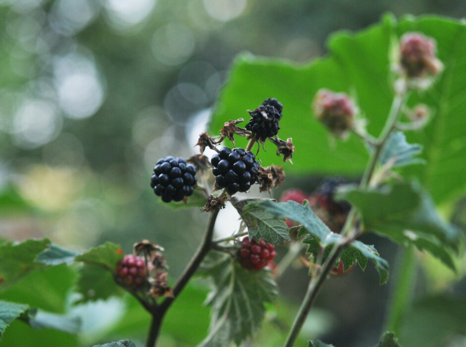10 Incredible Urban Food Forests That Are Turning Cities Into Food