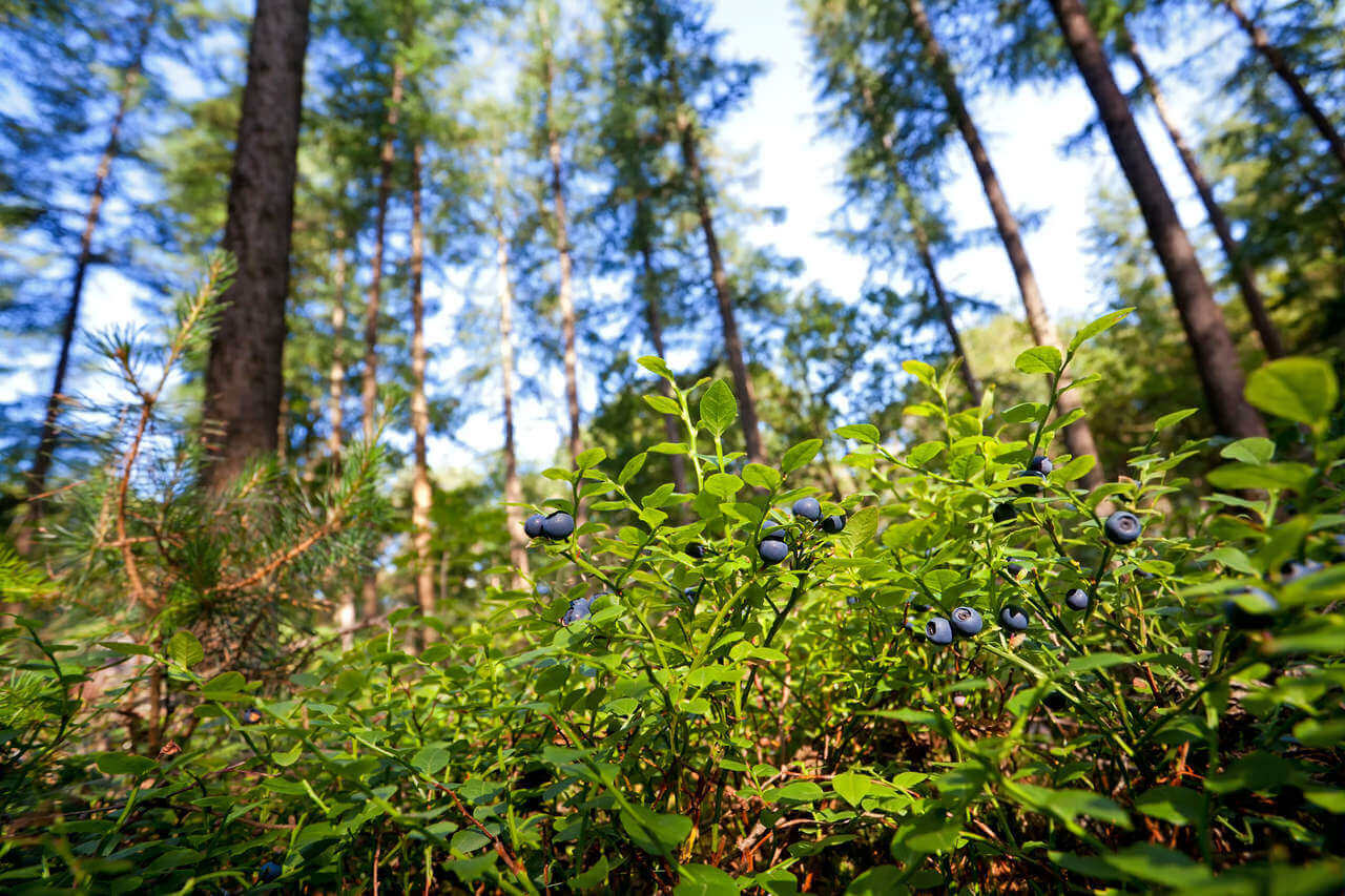 What is a food forest? And how can you kickstart your own ...