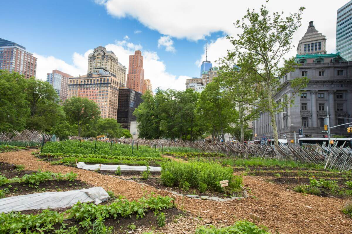 Meet the urban farmers bringing food justice to New York City ...