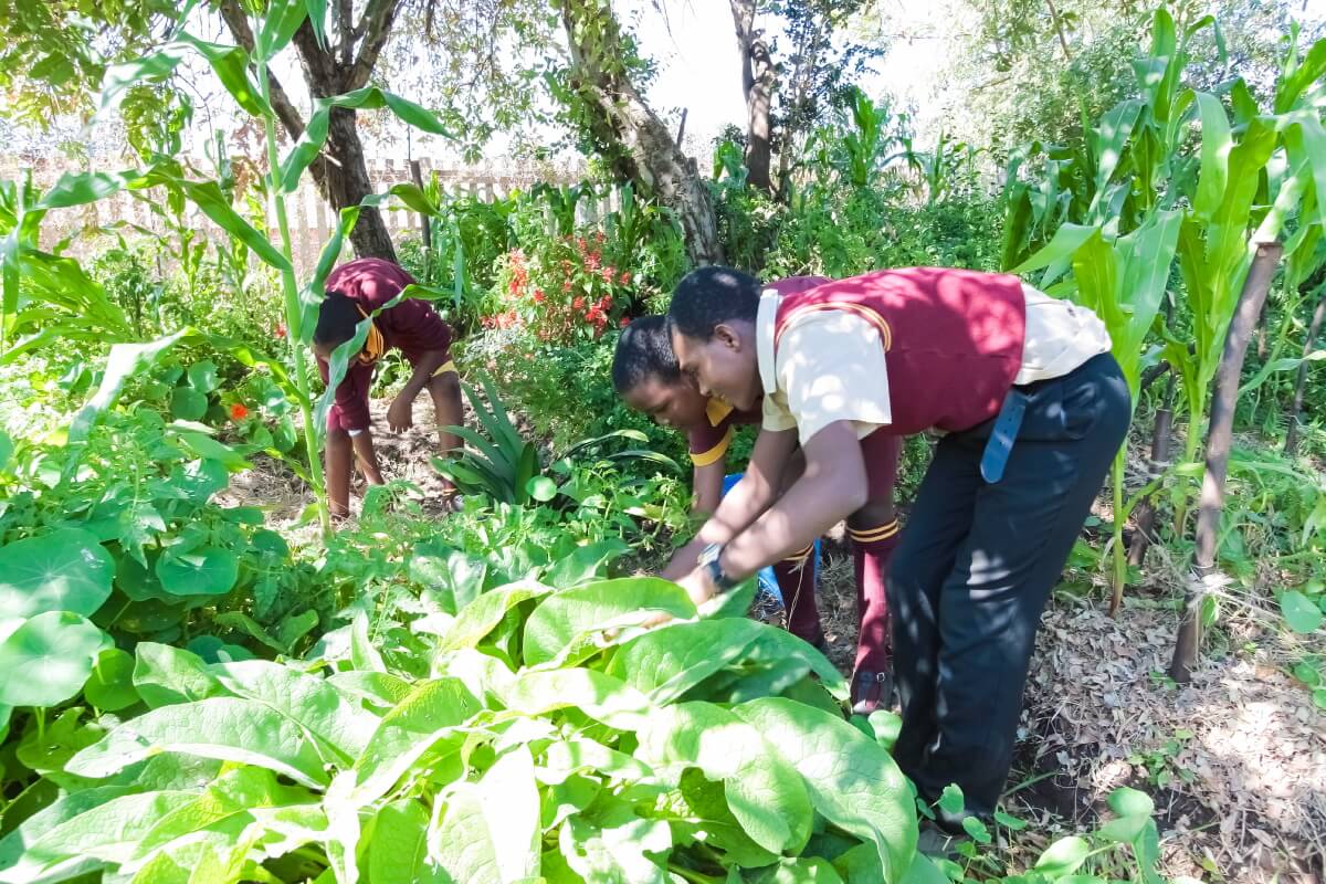 These urban farmers are changing the food system of Johannesburg, one ...