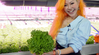 How An Indoor Urban Farm Transforms Food Security in Singapore